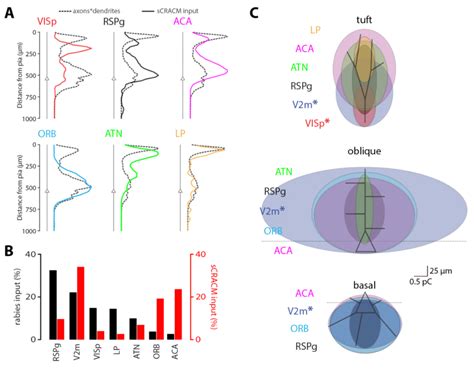 Comparing Different Input Maps A Axonal Density Distribution Download Scientific Diagram
