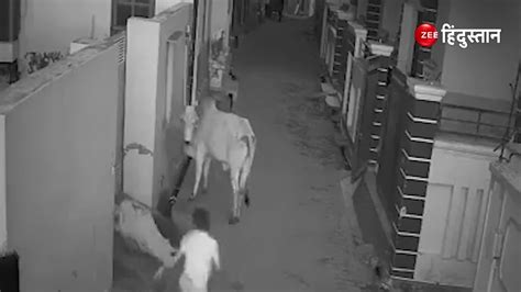 Bull Attack On Woman Video Goes Viral गली में घूम रही महिला को सांड