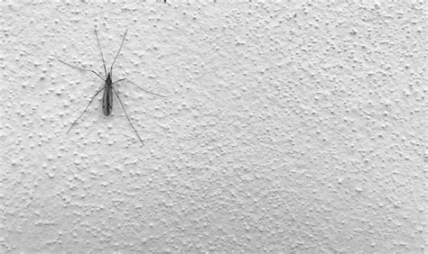 Fotos Papel Parede Mosquito fotos de arquivo grátis de alta qualidade