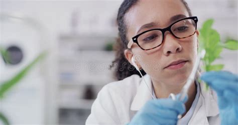 Plant Scientist Studying Ecology In Lab Doing Science Research On