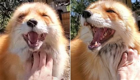 손으로 얼굴 쓰담쓰담해주자 기분 너무 좋은지 꺄르르 해맑게 웃는 보호소 여우