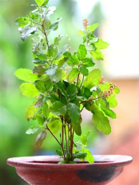 তুলসী গাছের পাশে লাগান এই ৩ গাছ খুলে যাবে কপাল