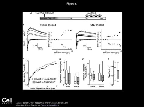 Cortical Feedback Regulates Feedforward Retinogeniculate Refinement