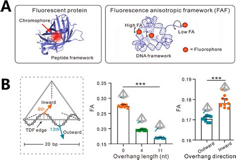 Fluorescence Coding Techniques For Rna Detection Sensors