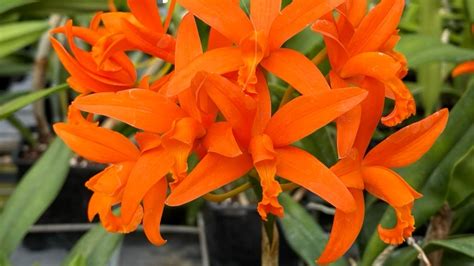 Ecuagenera Orquídeas Del Ecuador