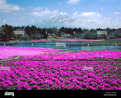 Honshu Island Japan Mount Fuji Has Been Captured Looking Like A Real