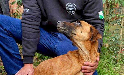 Polícia prende casal por maus tratos a cachorros Jornal de Brasília