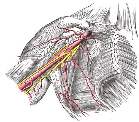 Le Creux Axillaire Parois Et Contenu · Medicine On Web