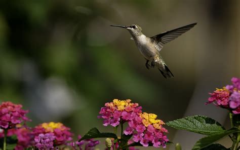 Wallpaper Birds Flowers Nature Branch Wildlife Sun Hummingbirds