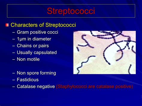 Streptococcus Agalactiae Gram Stain