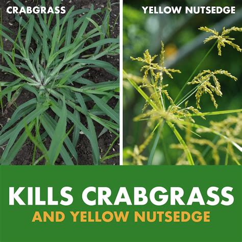 Spectracide Weed Stop For Lawns Plus Crabgrass Accushot 133 Gallon S