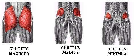 Anatomical Glutes Training Askmen