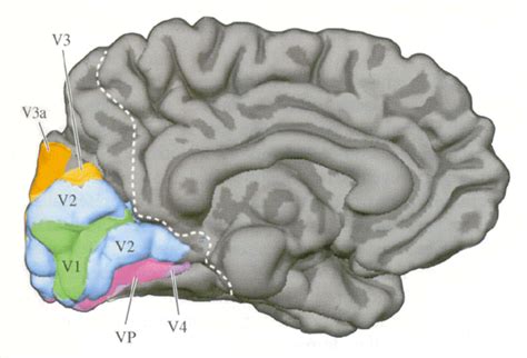 Tpe Stimuli Visuel Le Cortex Visuel Primaire