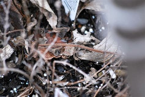 Joys Jots Shots And Whatnots Thoughtful Thinking Thursday ~7~ Camo Bug