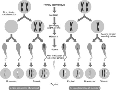 Trisomy 21 Meiosis