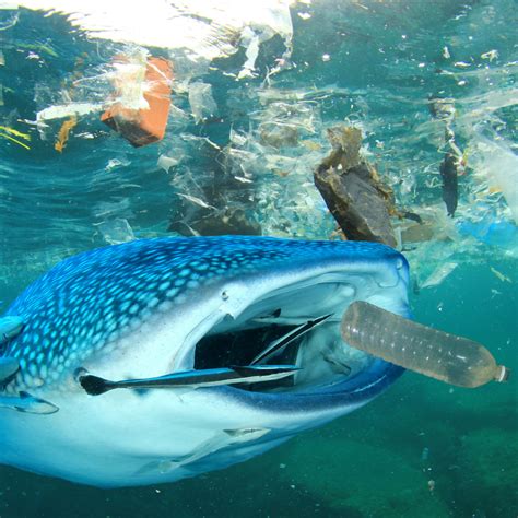 Biology Igcse Human Influences On Ecosystems Lawra Academy