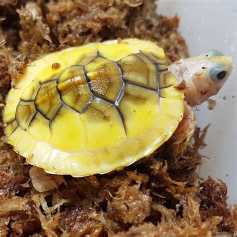 Caramel Albino Slider Turtle V Reptiles