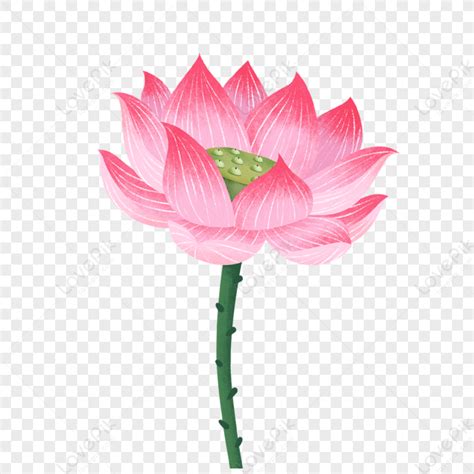 로터스 Png 일러스트 무료 다운로드 Lovepik