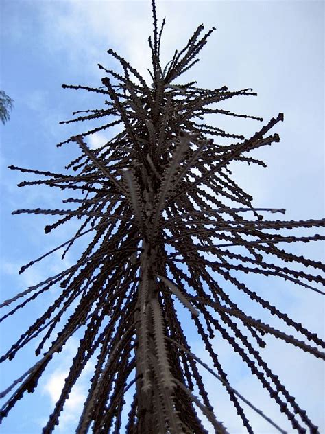 Titoki • Tānes Tree Trust