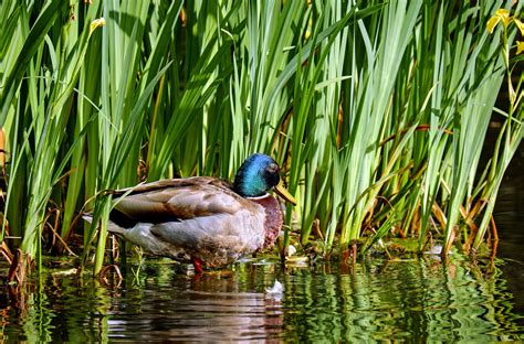 Free Picture Bird Nature Mallard Grass Duck Lake Water