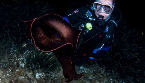 Cala Daiguablava Begur Dive