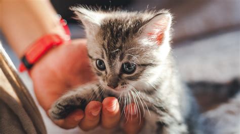 Tips For Bringing Home A Kitten