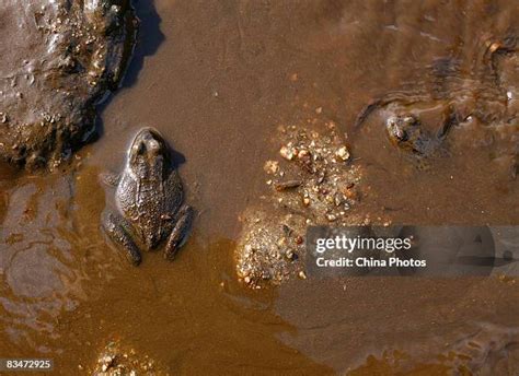 Chinese Forest Frog Photos And Premium High Res Pictures Getty Images
