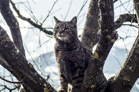 猫 自豪地 自然 Pixabay上的免费照片 Pixabay