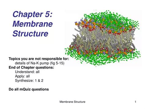 Ppt Membrane Structure Key Concepts Unveiled Powerpoint Presentation Id