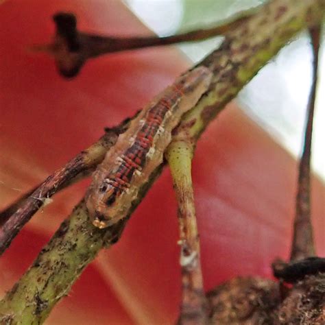 Syrphus Hoverfly Larvae Earthstar