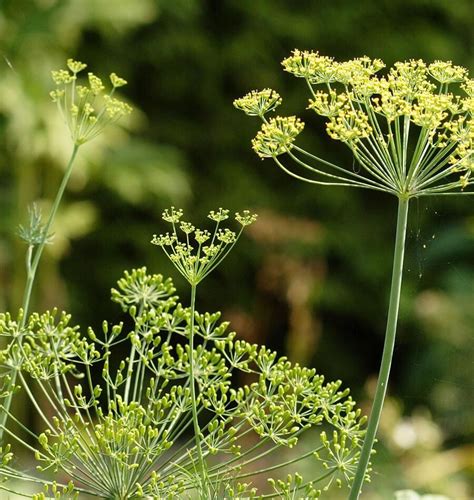 How To Grow Dill Artofit