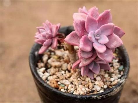 多肉植物如何進行換盆？掌握這幾種方法葉子變得肉嘟嘟 每日頭條