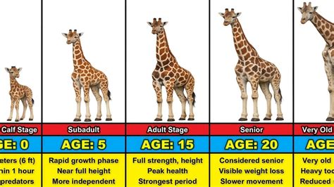 Giraffe Transformation From 0 To 30 Years Old Youtube