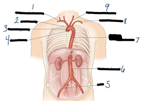 Vascular Flashcards Quizlet