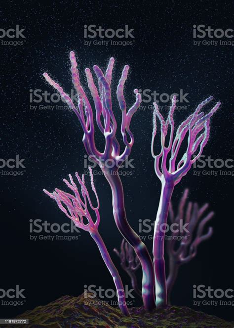 성장 곰팡이 또는 곰팡이 곰팡이와 포자의 현미경 그림 3d 그림 독성곰팡이에 대한 스톡 사진 및 기타 이미지 독성곰팡이 건강관리와 의술 곰팡이 Istock