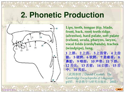 Ppt Chapter 2 Phonetics Powerpoint Presentation Free Download Id