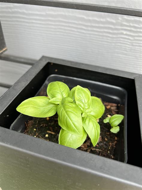 Basil Identification Rplantidentification