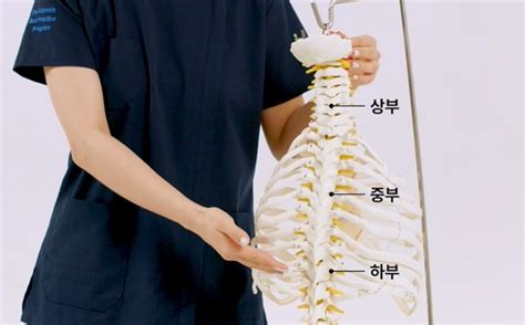 Class101 척추가 좋아하는 10분 운동 집에서 정복하는 슈로스