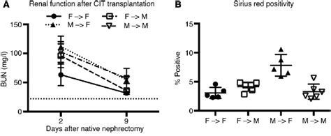 Sex Environment Affects A Transplant Model Of Cold Renal IRI A Download Scientific Diagram