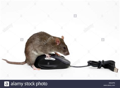 Rat And Computer Stock Photos Rat And Computer Stock Images Alamy