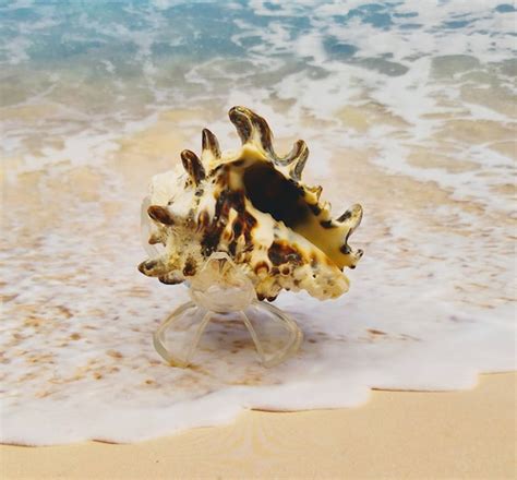 White Spiny Conch Etsy