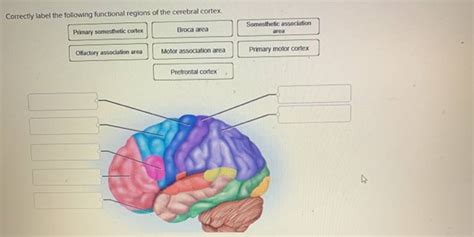 Solved Correctly Label The Following Functional Regions Of The Cerebral 1 Answer