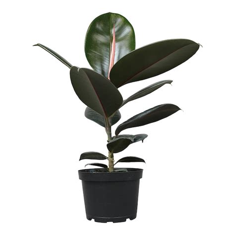 Altman Plants Bicolor Ficus Burgundy Rubber Tree House Plant In 6 In