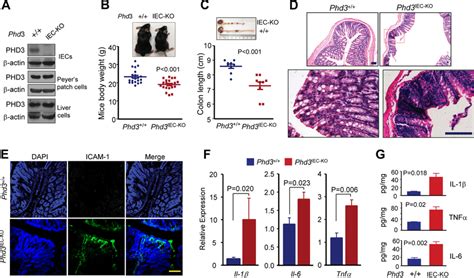 Phd3 Deletion In Iecs Induces Spontaneous Colitis In Mice A