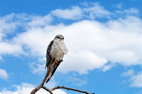조심스러운 검은 날개 연 Elanus Caeruleus 케냐 나이로비 국립 공원의 죽은 나무에 자리 잡고 있습니다 텍스트를 위한