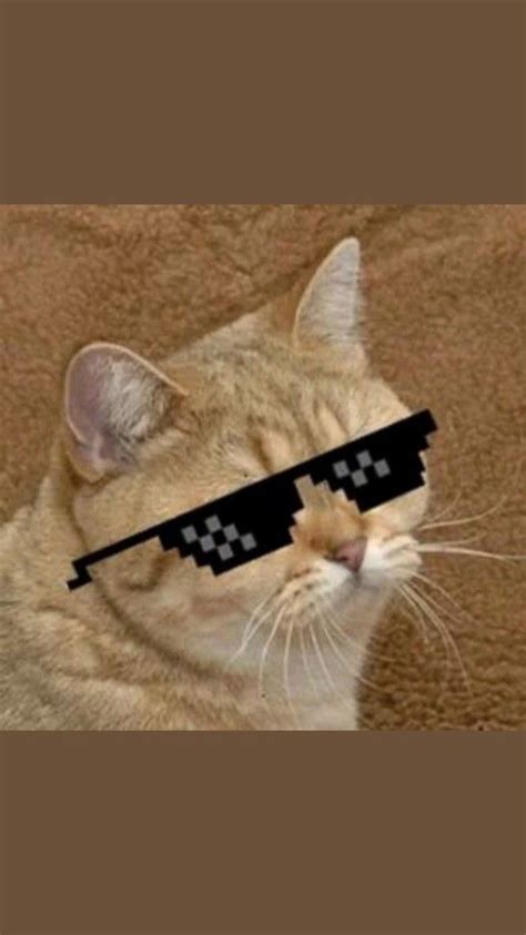 Мемные котики кому надо берите Котопес Милые котики Любители кошек