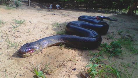 Polícia instaura procedimento para apurar morte de anaconda no Pará
