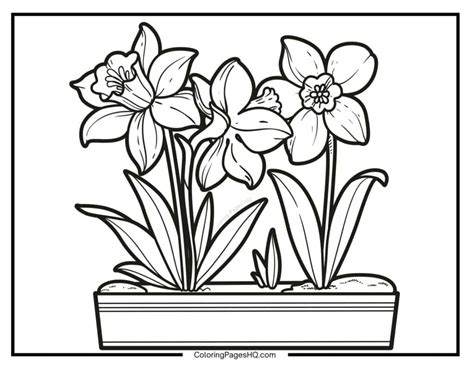 Daffodil Coloring Pages Free Pdf Printables Coloring Pages Hq