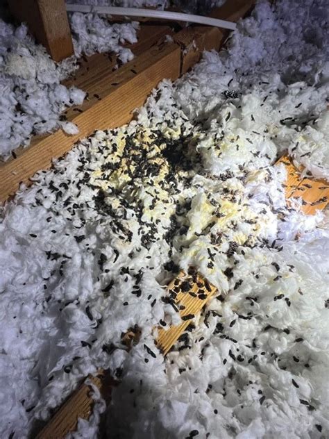 Bat Bug Identification And Treatment Catseye Pest Control