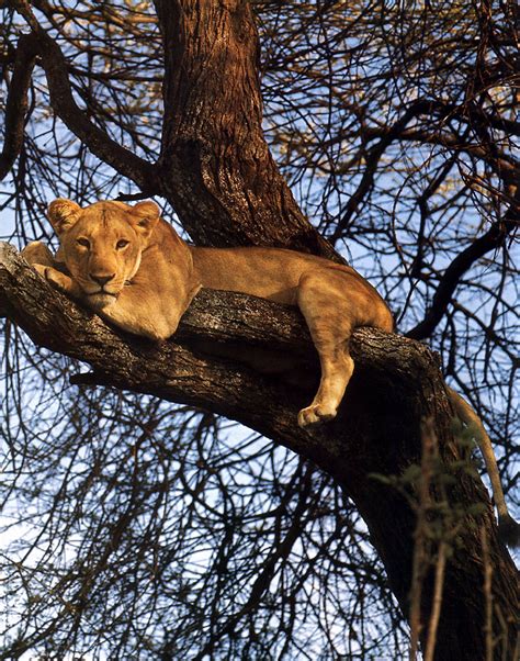 IMAGENES DE LEONES: FOTO LEONA EN EL ARBOL